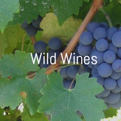 Wild Wines goes live with Bevica Select - Bevica